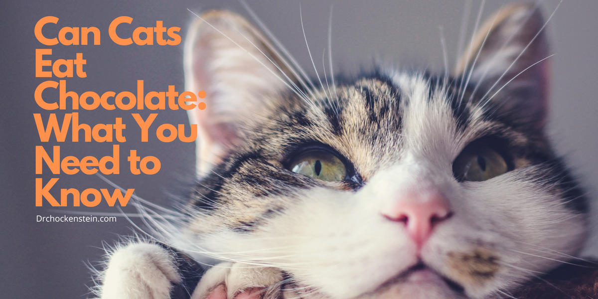 Can Cats Eat Chocolate: What You Need to Know– Dr.Chockenstein